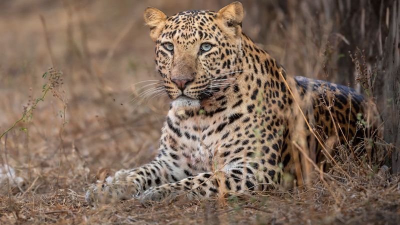 Best Safari Destinations In India | Zee Zest